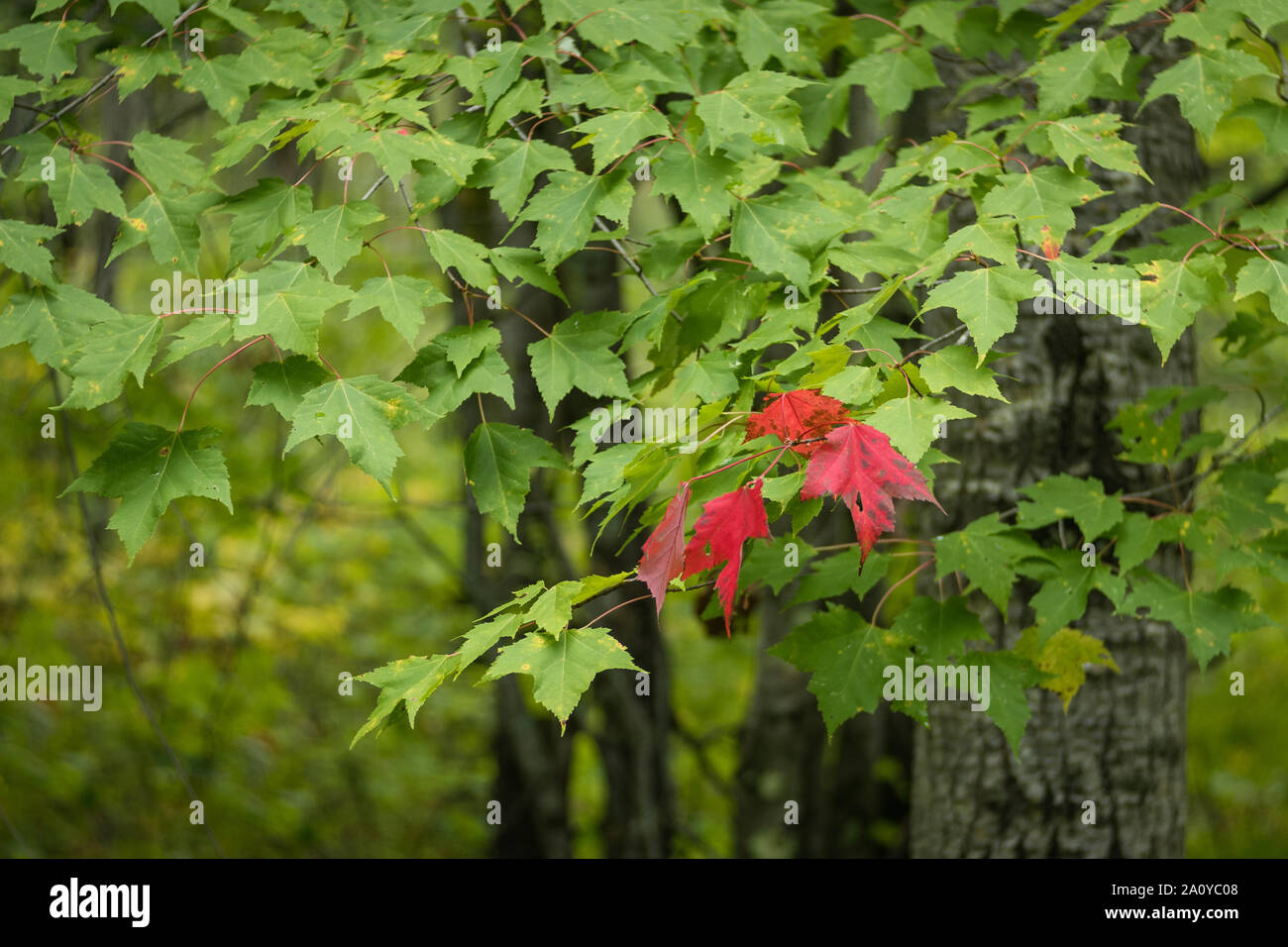 Maple Leaves Turning Red Stock Photo - Alamy