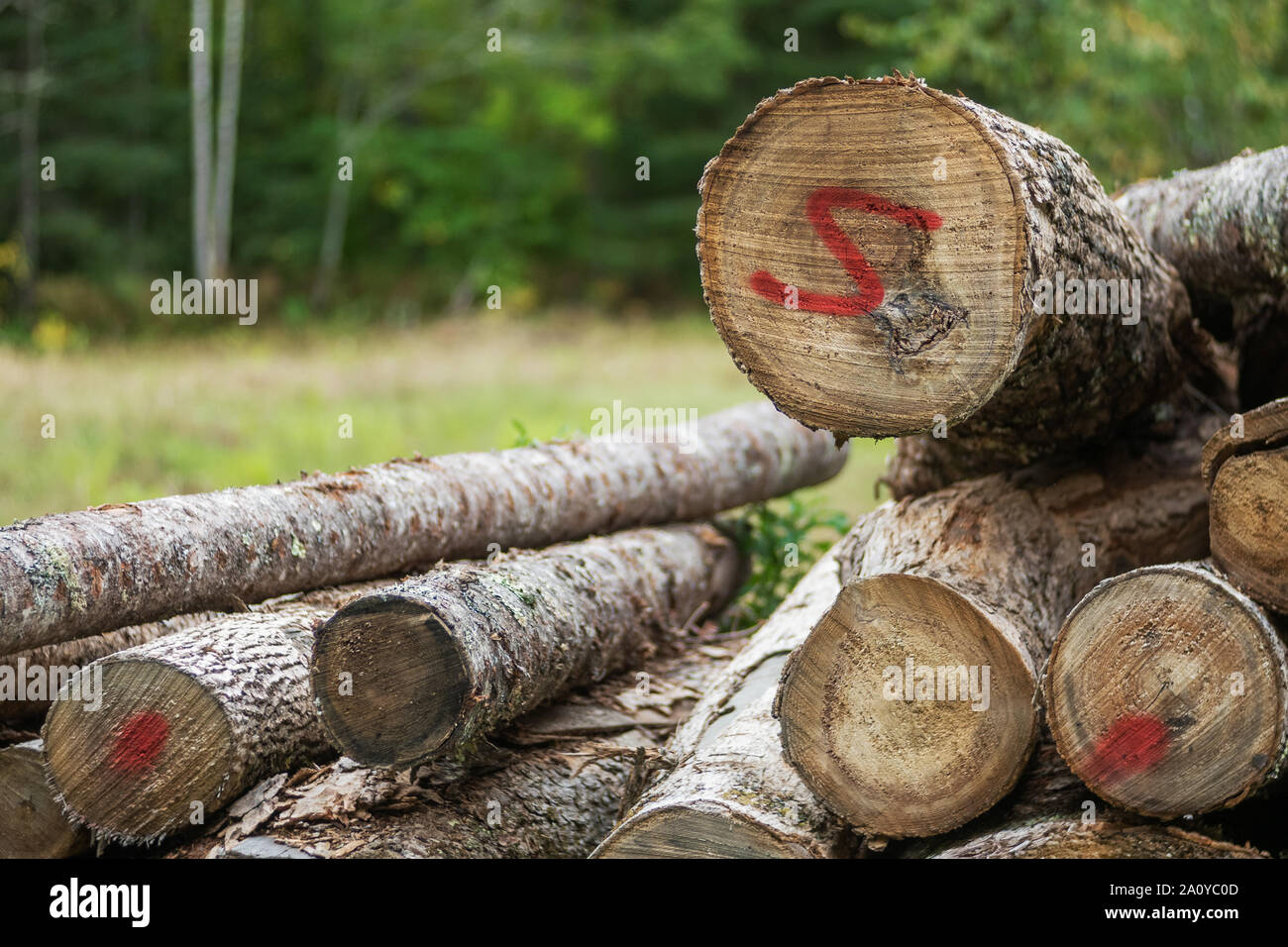 Ash and logs hi-res stock photography and images - Alamy