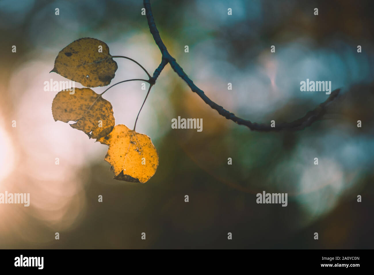 Trembling sun hi-res stock photography and images - Alamy