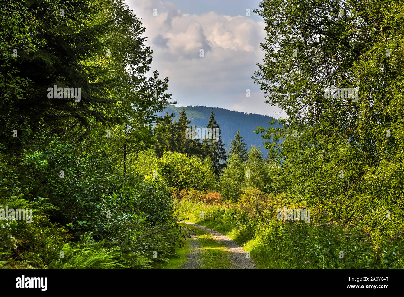 forest path in a beautiful naturescape Stock Photo - Alamy