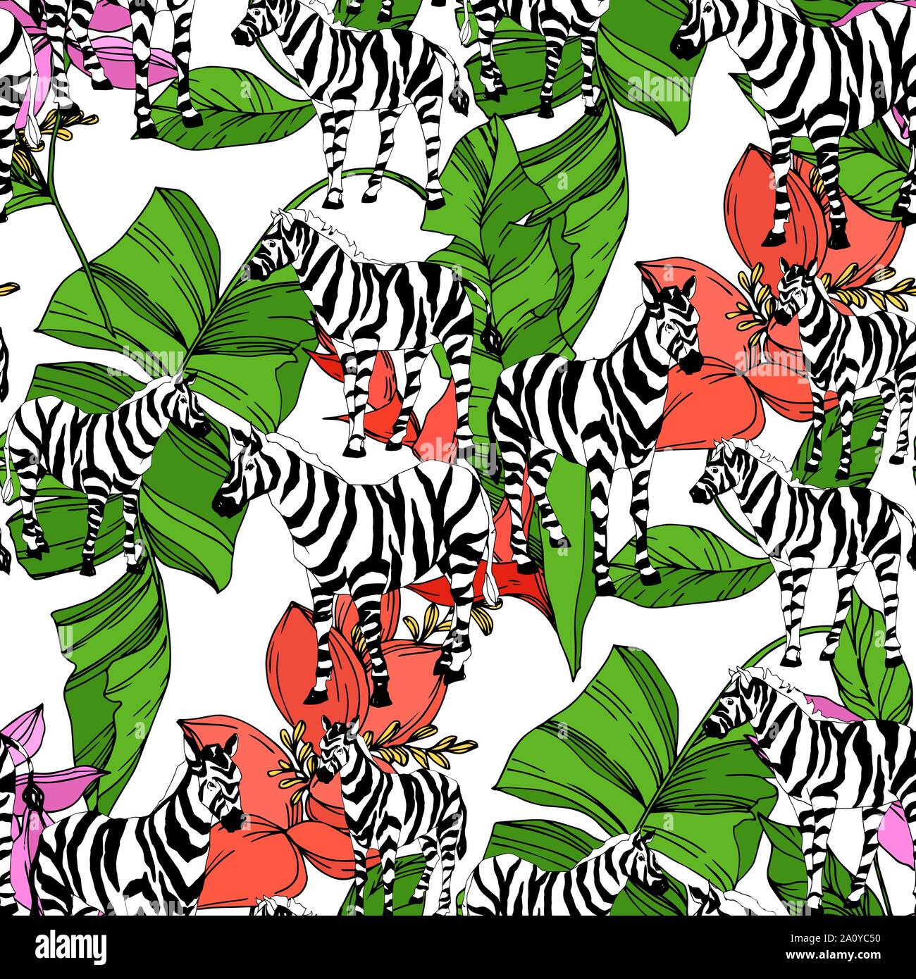 Vector Exotic zebra print wild animal isolated. Black and white ...