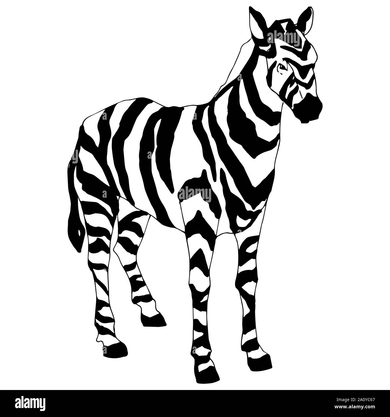 Vector Exotic zebra wild animal isolated. Black and white engraved ink ...