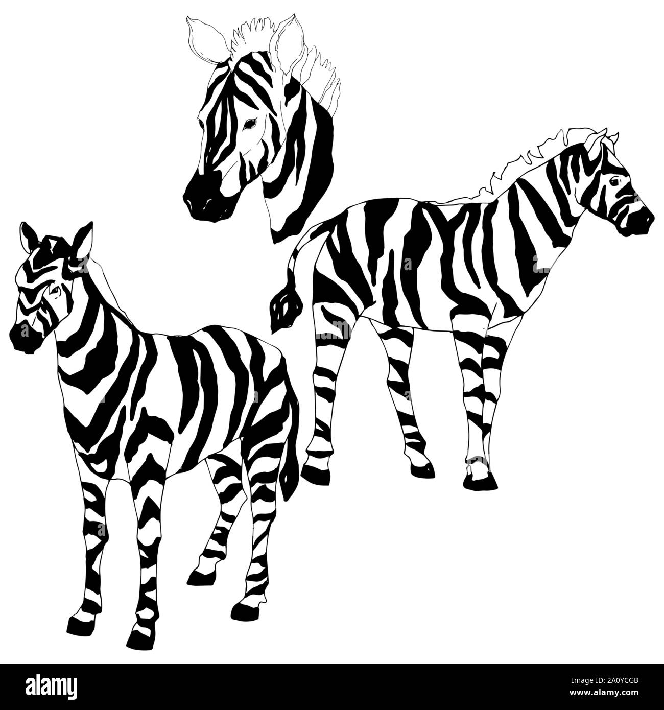 Vector Exotic zebra wild animal isolated. Black and white engraved ink ...