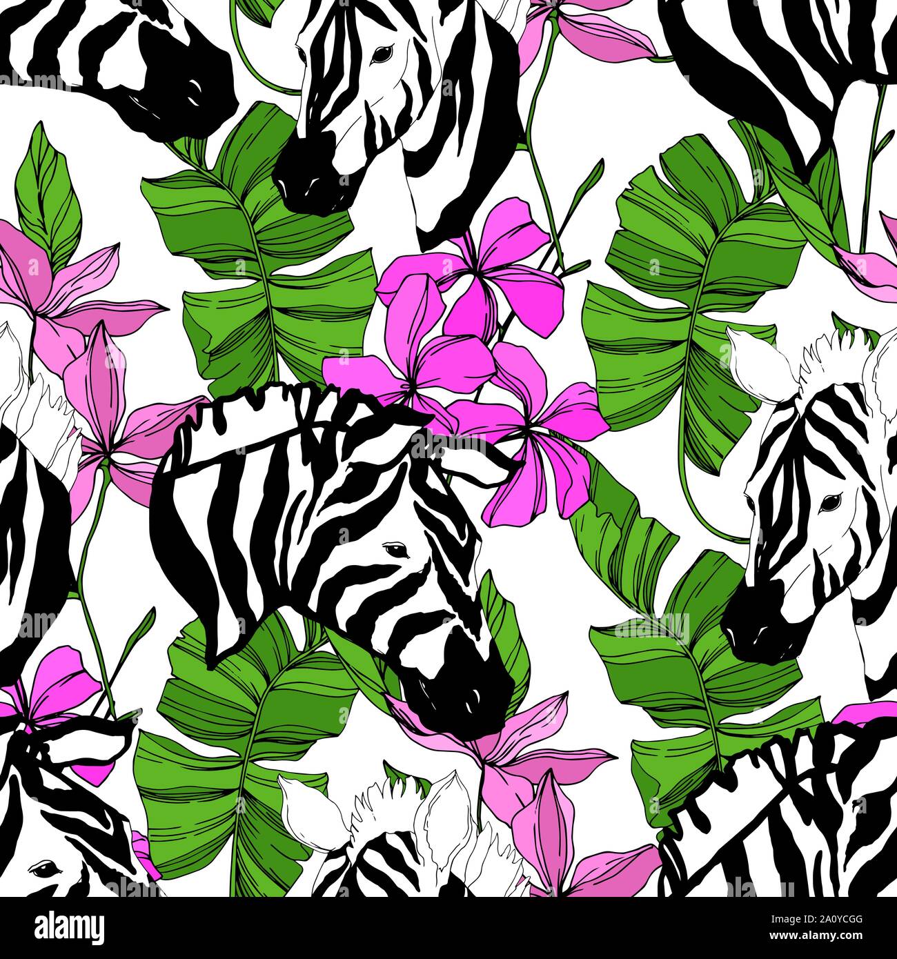 Vector Exotic zebra print wild animal isolated. Black and white ...