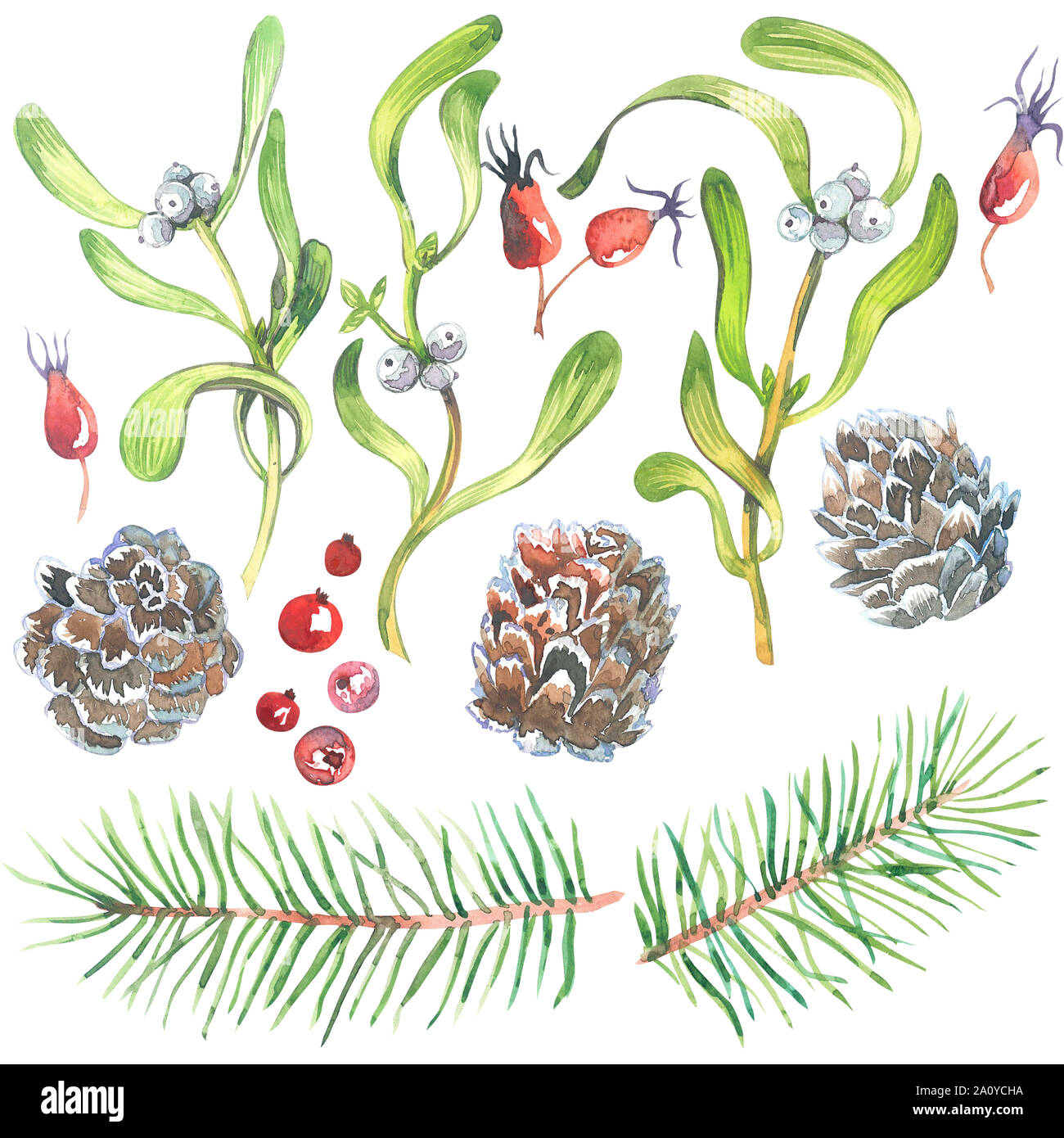 Christmas collection with Mistletoe, Spruce branches, cone, and Fir ...