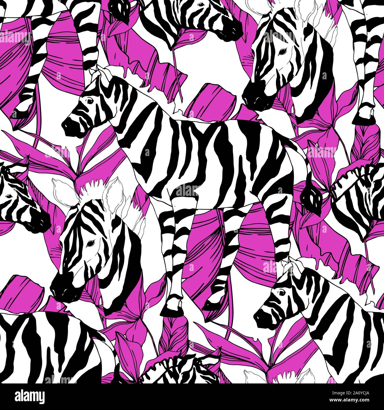Vector Exotic zebra print wild animal isolated. Black and white ...