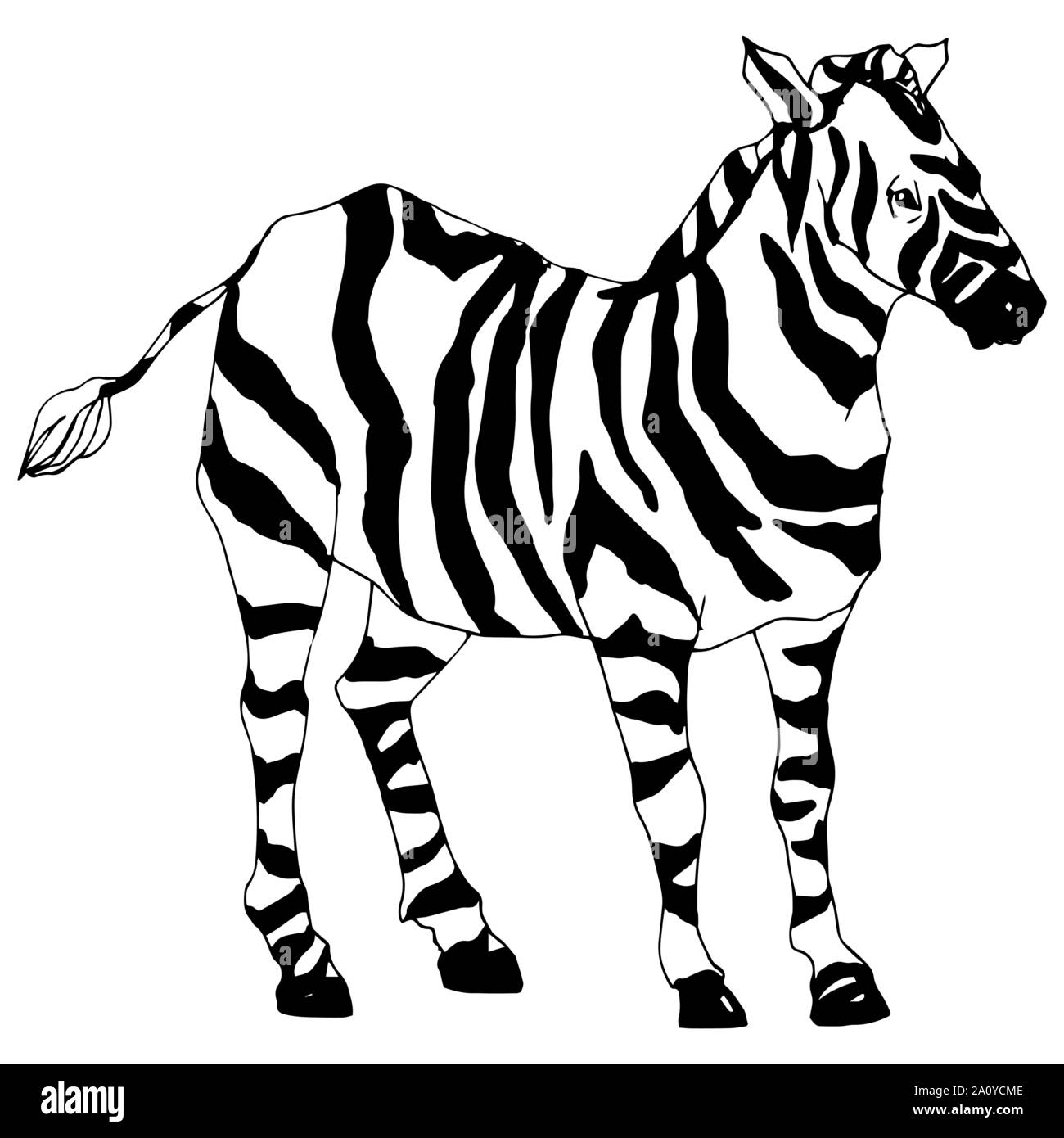Vector Exotic zebra wild animal isolated. Black and white engraved ink ...