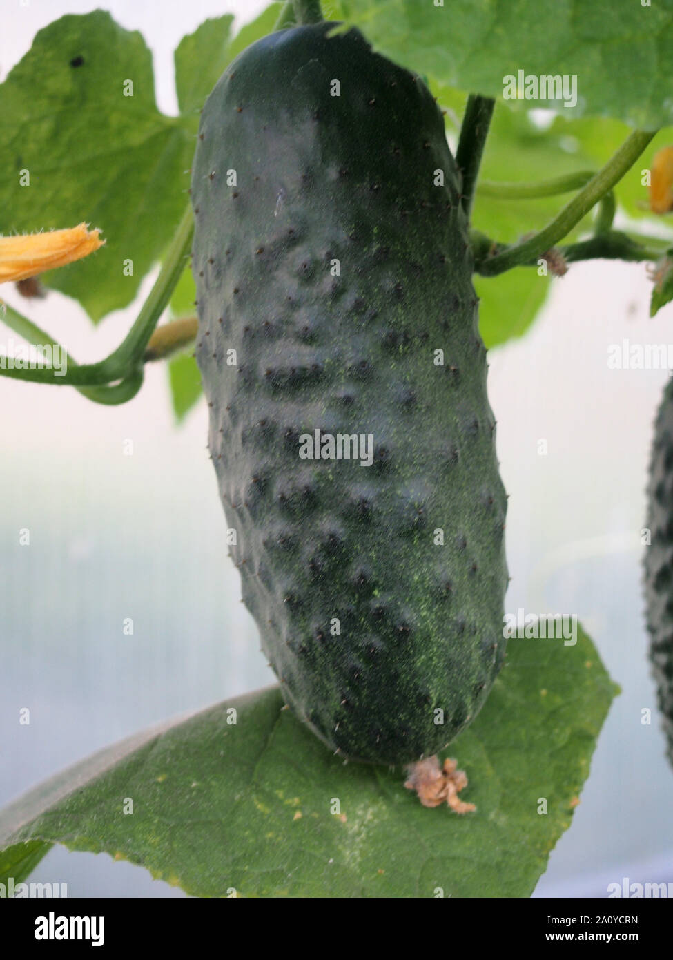 Cucumber fruit grows on a Bush in a greenhouse. Agriculture ...