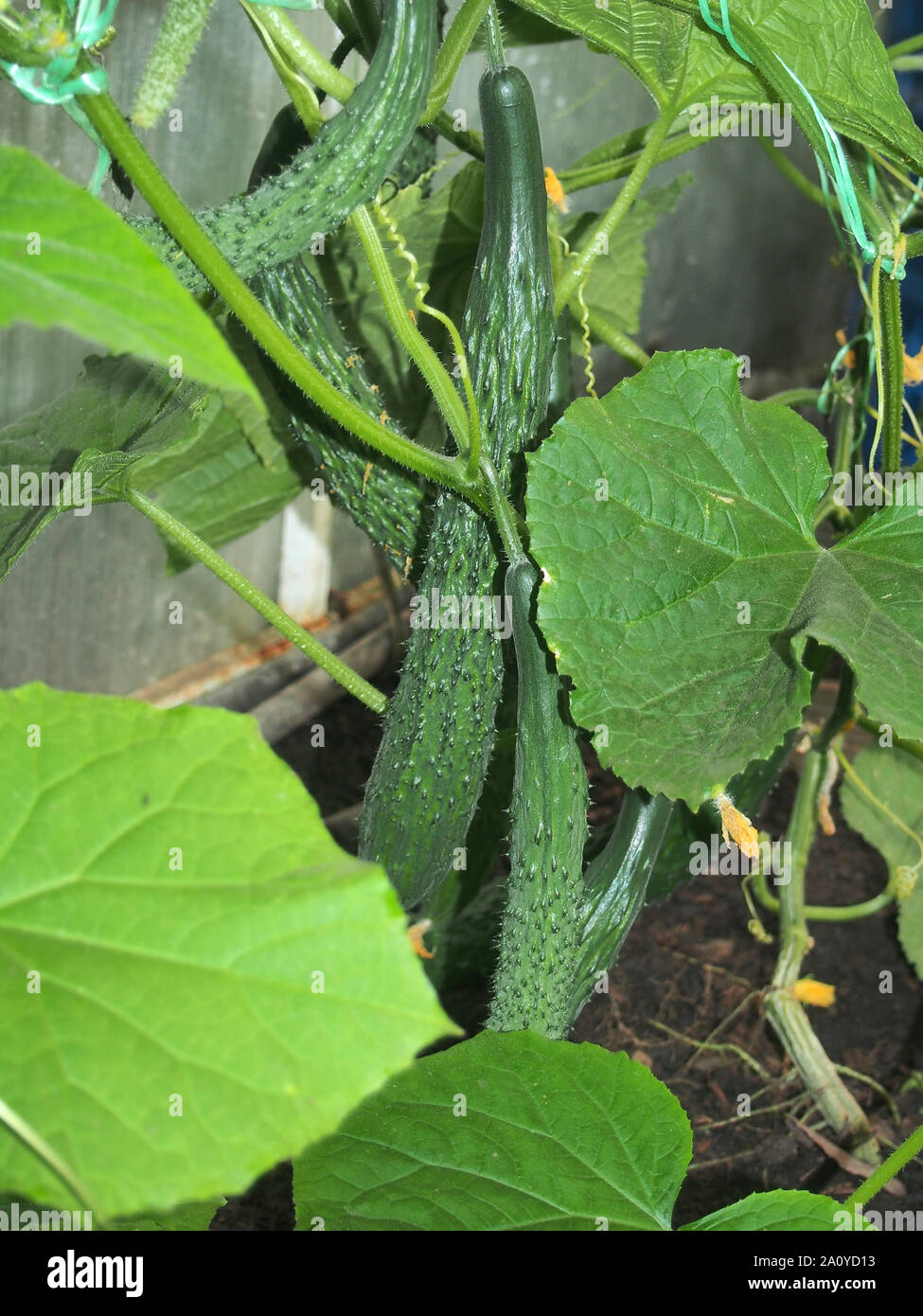 Cucumber fruit grows on a Bush in a greenhouse. Agriculture ...