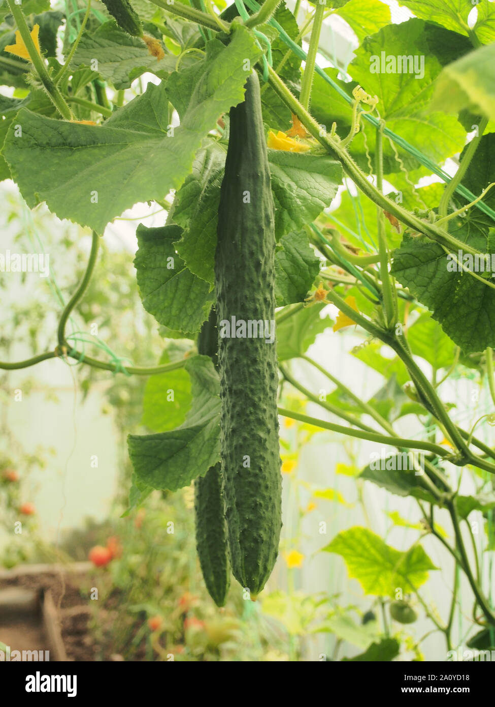 Cucumber fruit grows on a Bush in a greenhouse. Agriculture ...