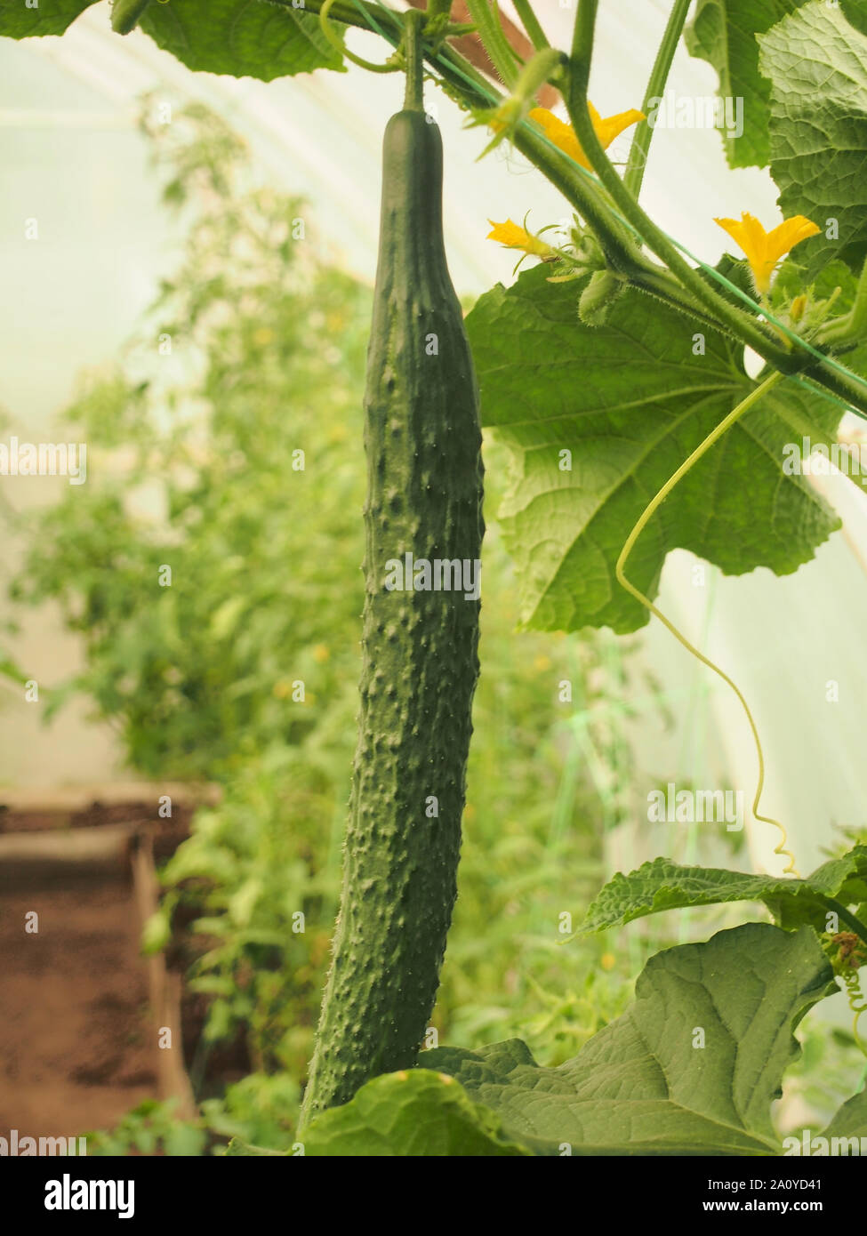 Cucumber fruit grows on a Bush in a greenhouse. Agriculture ...