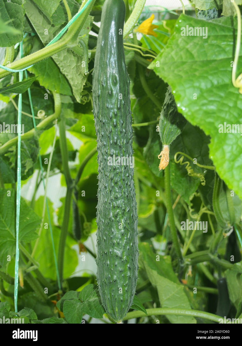 Cucumber fruit grows on a Bush in a greenhouse. Agriculture ...