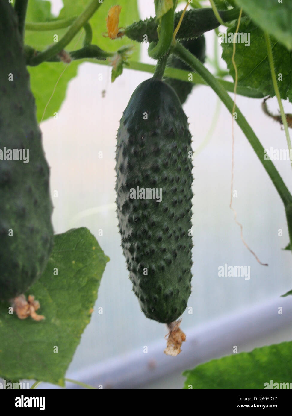 Cucumber fruit grows on a Bush in a greenhouse. Agriculture ...