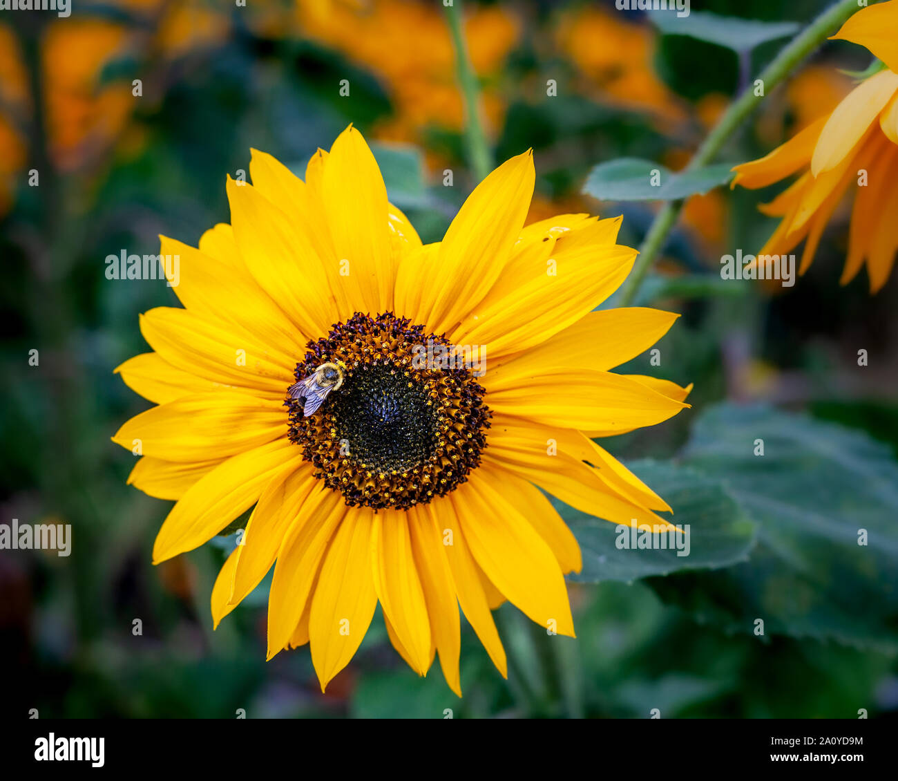 Big yellow flower hi-res stock photography and images - Alamy