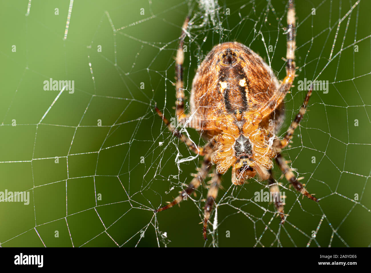 a large cross spider sits in her spider's web and lurks for prey Stock ...