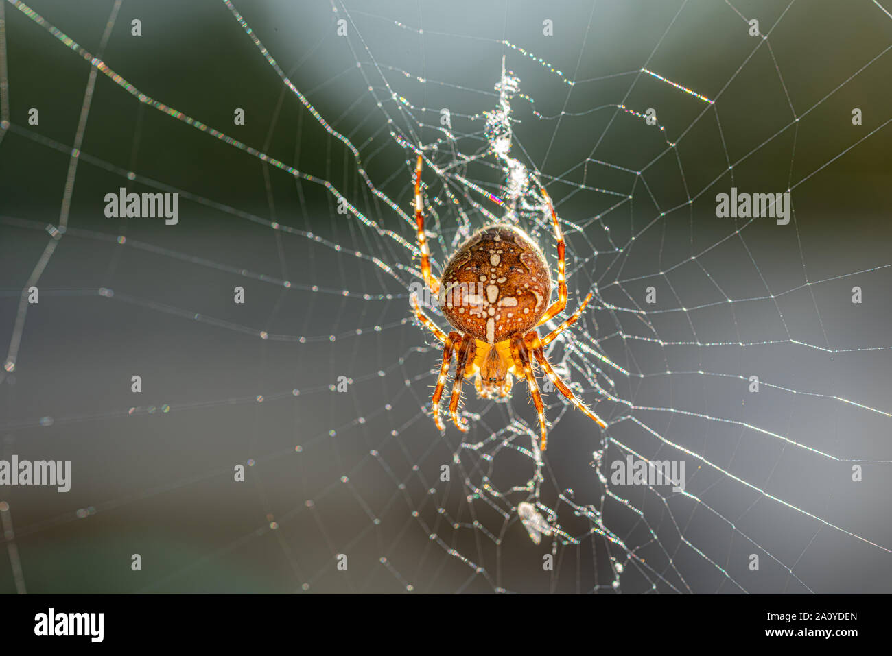 a large cross spider sits in her spider's web and lurks for prey Stock ...