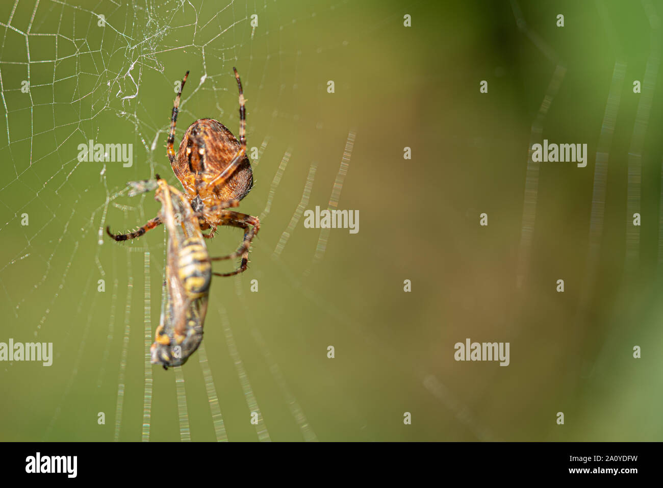 a big cross spider has caught a wasp as prey in its spider web and is ...