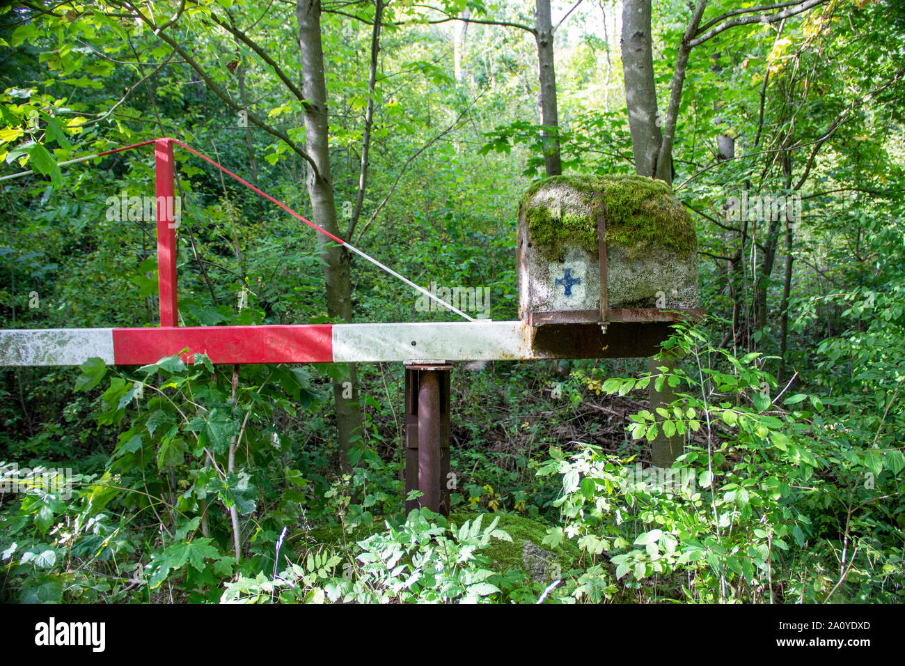 back to nature, overgrown path barrier in the forest Stock Photo - Alamy