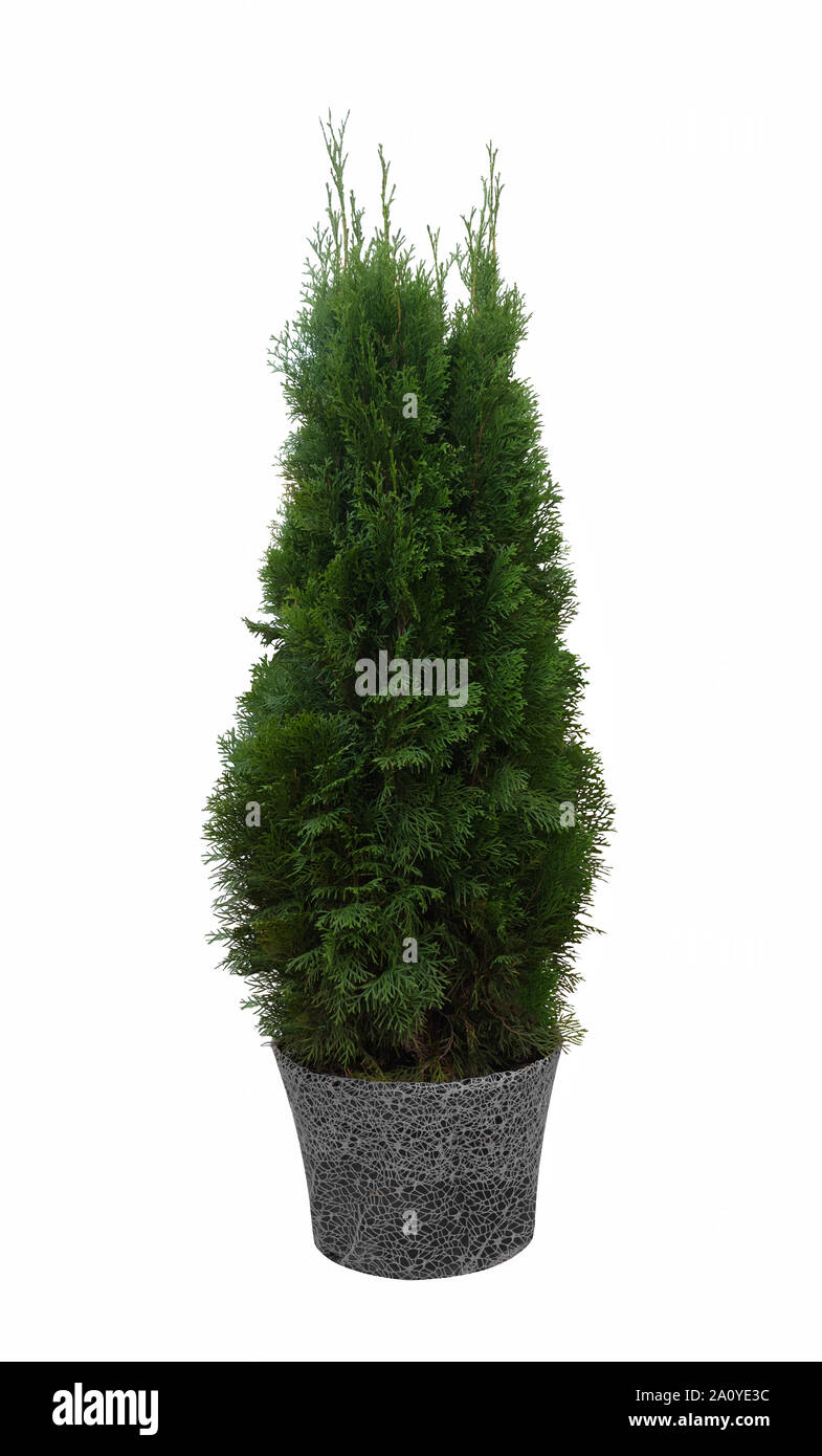 Tree pyramidal shape Cut Out Stock Images & Pictures - Alamy