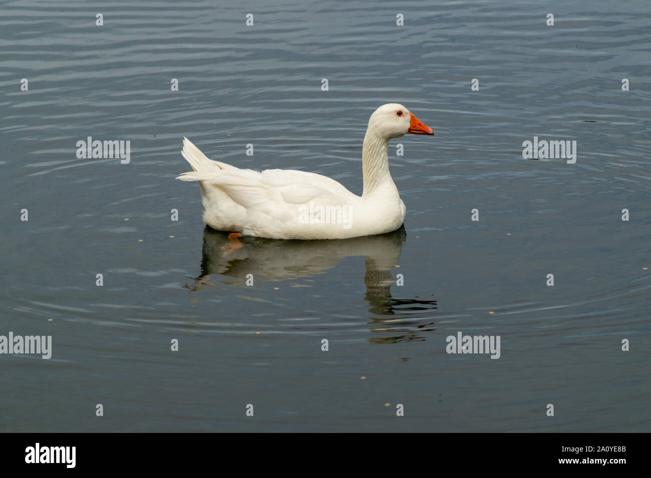 single large white goose on lake low angle view Stock Photo - Alamy