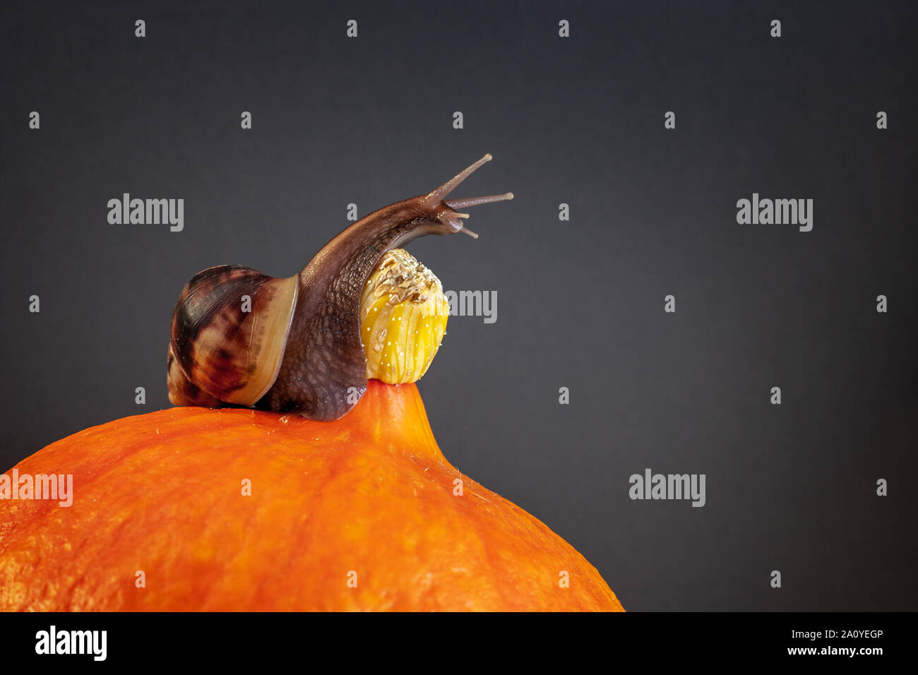 Snail with long tentacles on a pumpkin. The pumpkin is orange, the ...