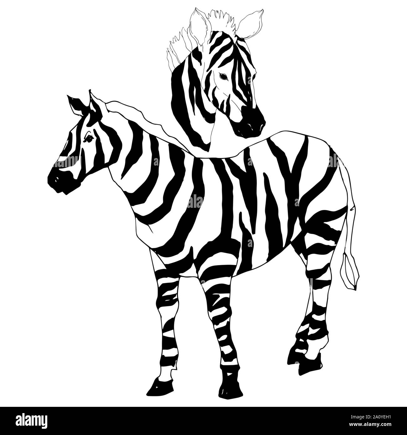 Vector Exotic zebra wild animal isolated. Black and white engraved ink ...