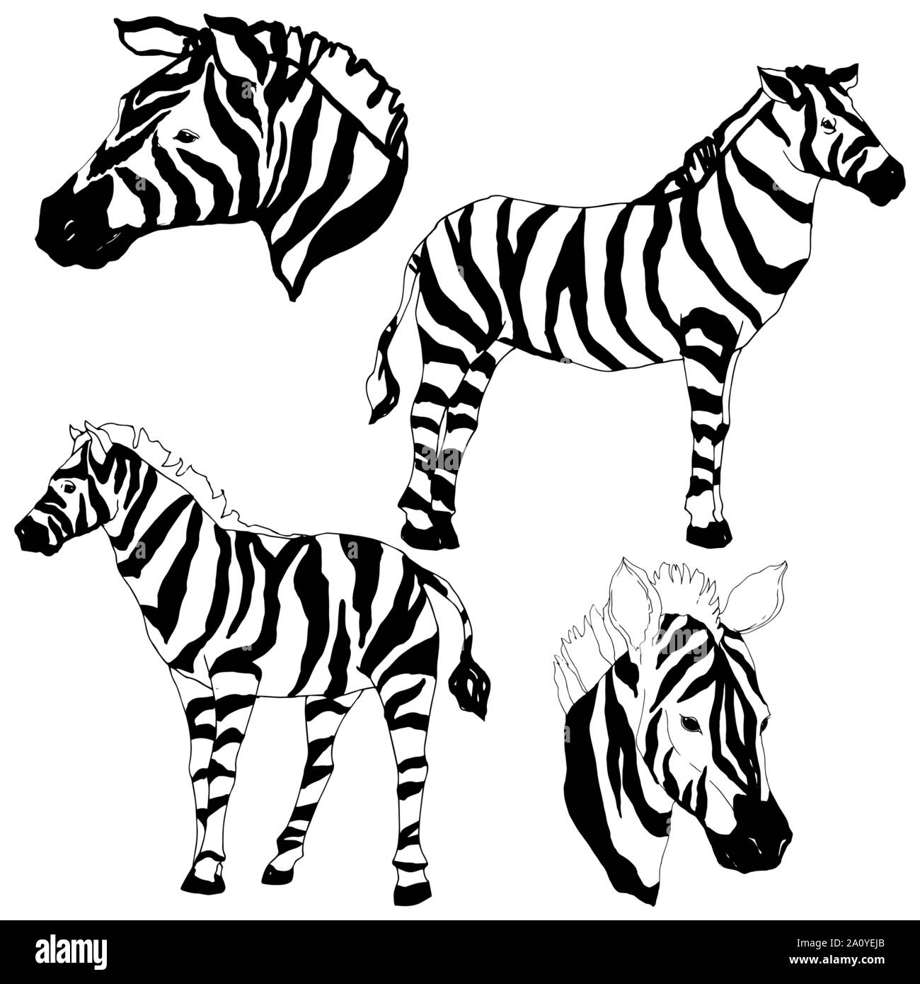 Vector Exotic zebra wild animal isolated. Black and white engraved ink ...