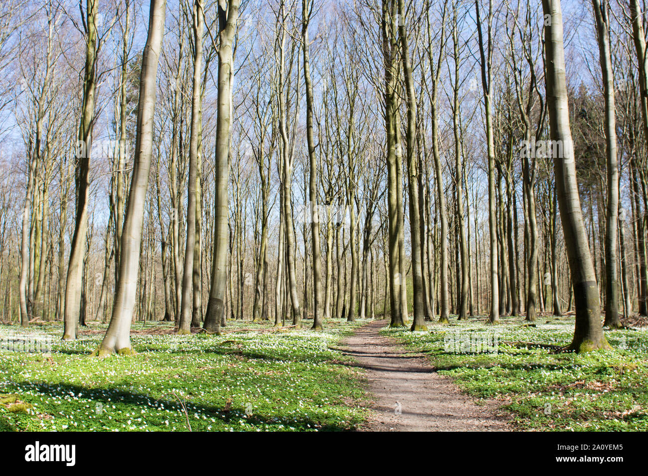 Typical danish forest hi-res stock photography and images - Alamy