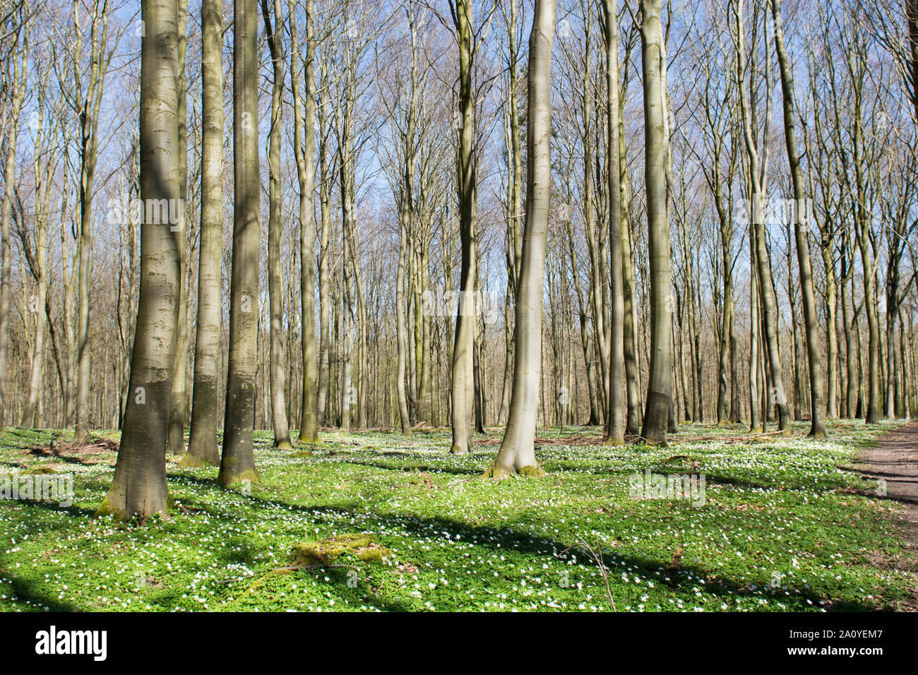 Path through a danish forest in spring with Anemone nemorosa Stock ...