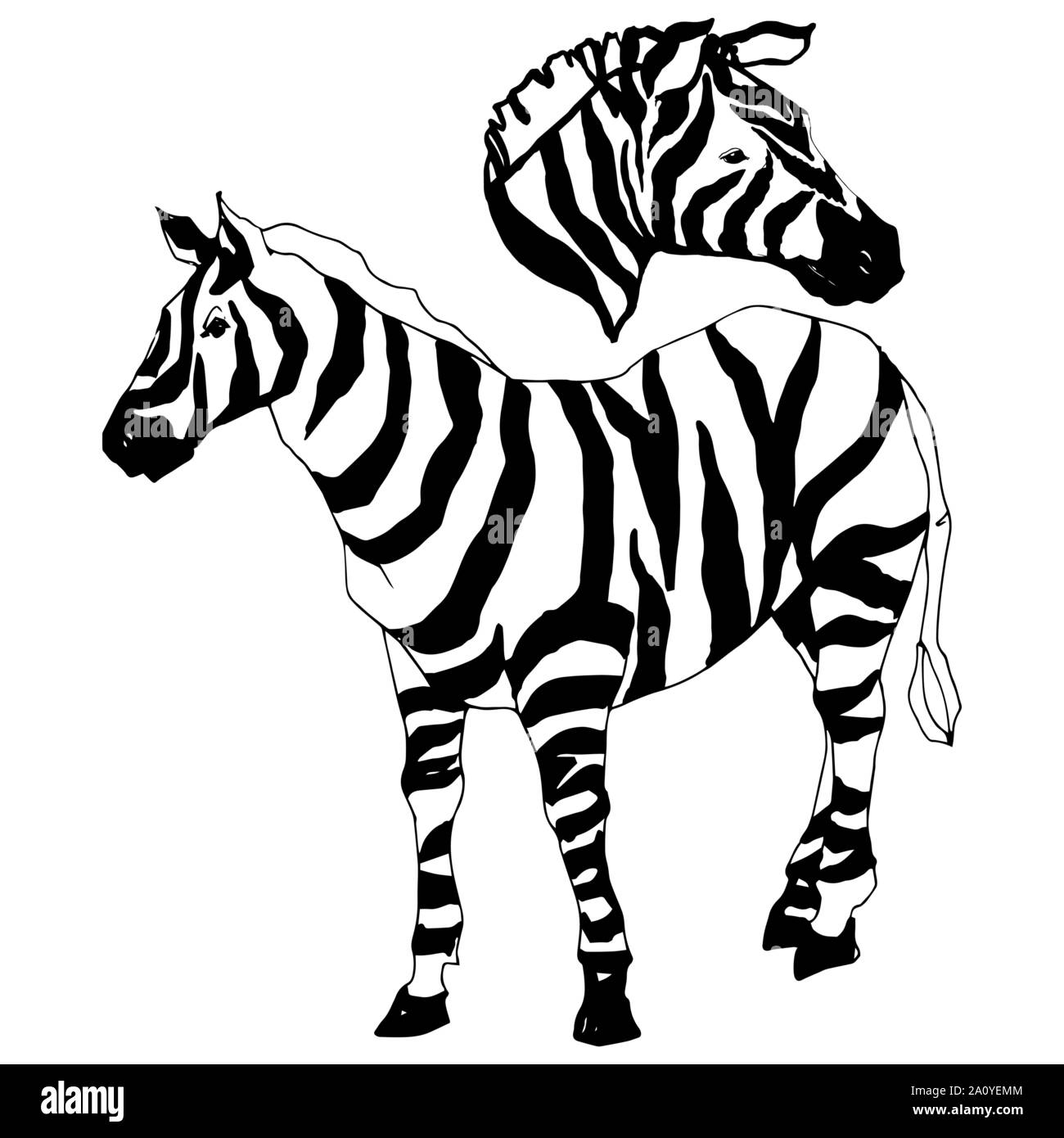 Vector Exotic zebra wild animal isolated. Black and white engraved ink ...