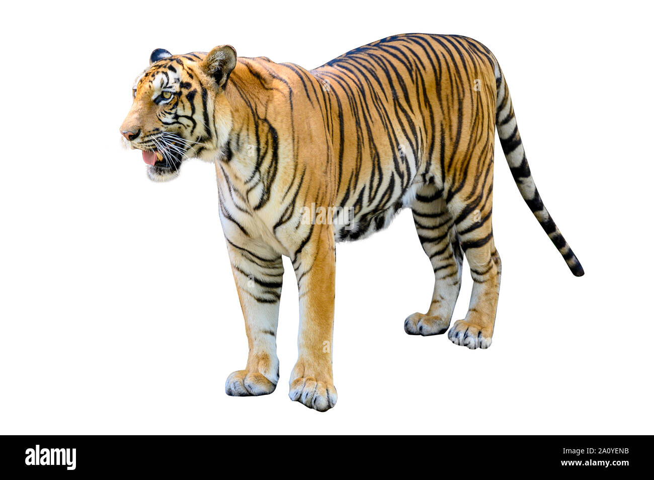 tiger White background Isolate full body Stock Photo - Alamy