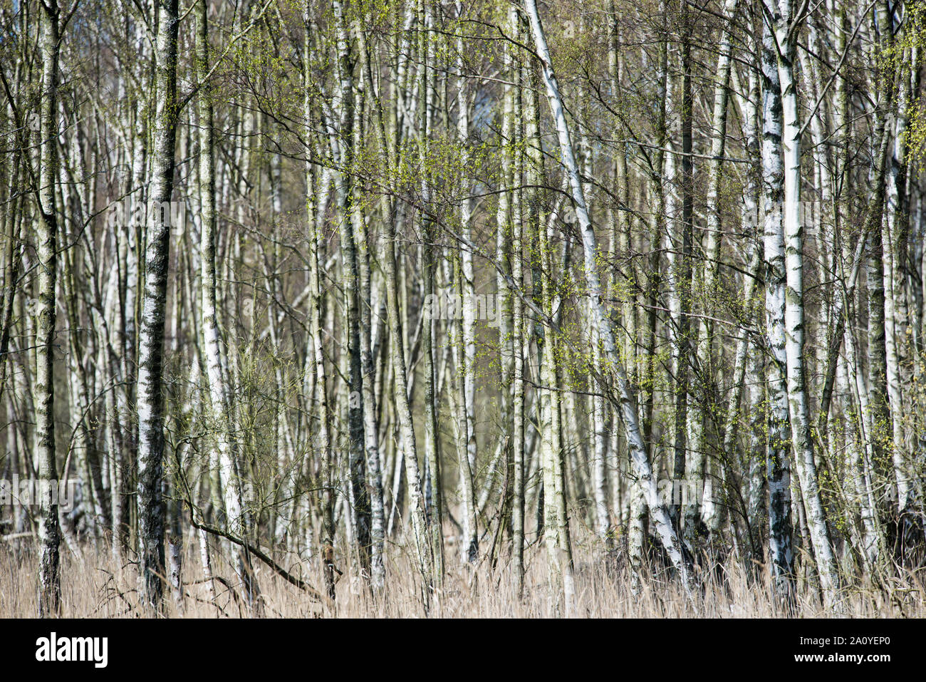 Northern europe birch not lake hi-res stock photography and images - Alamy