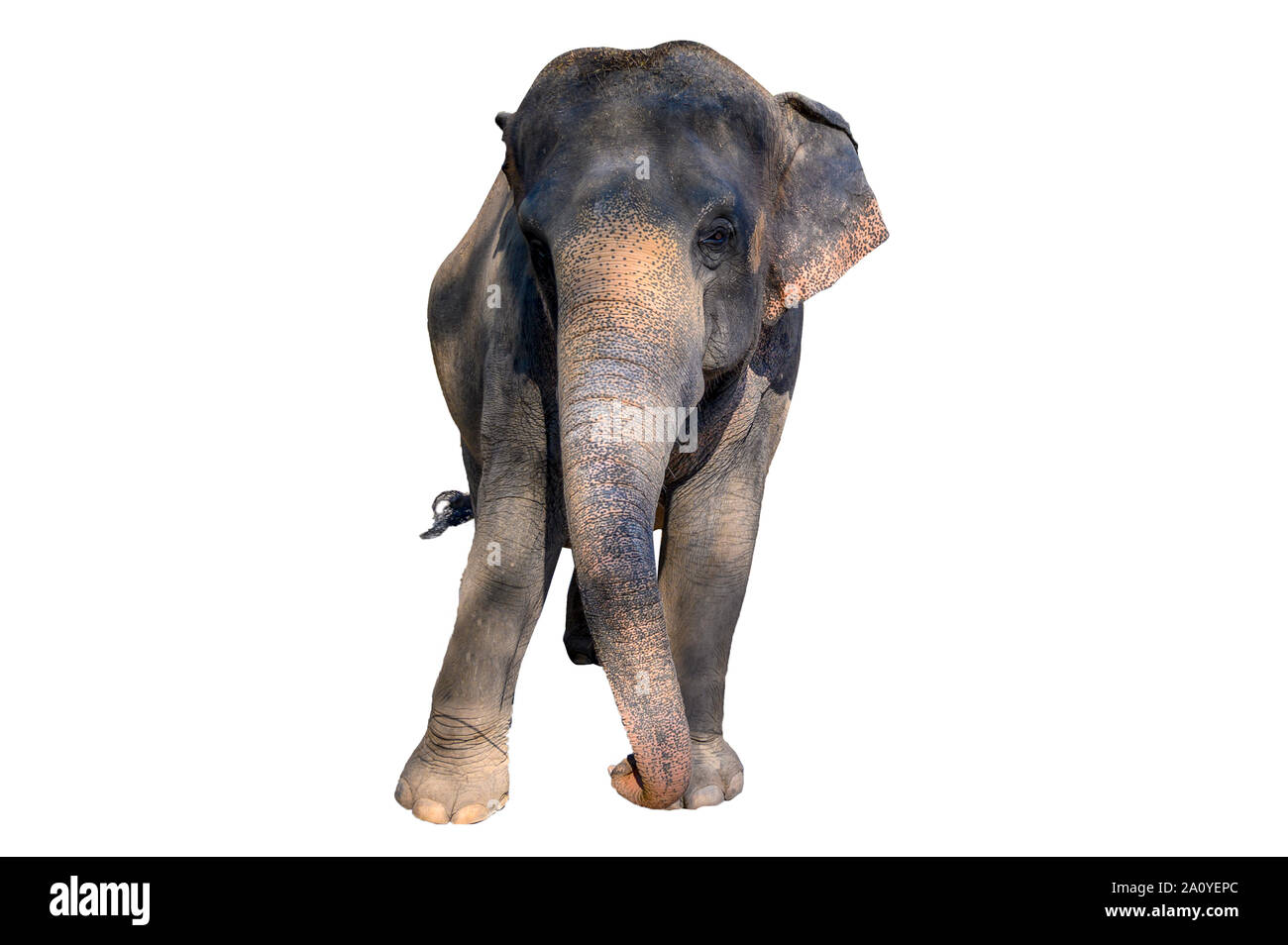 Large brown elephant White background Isolate Stock Photo - Alamy