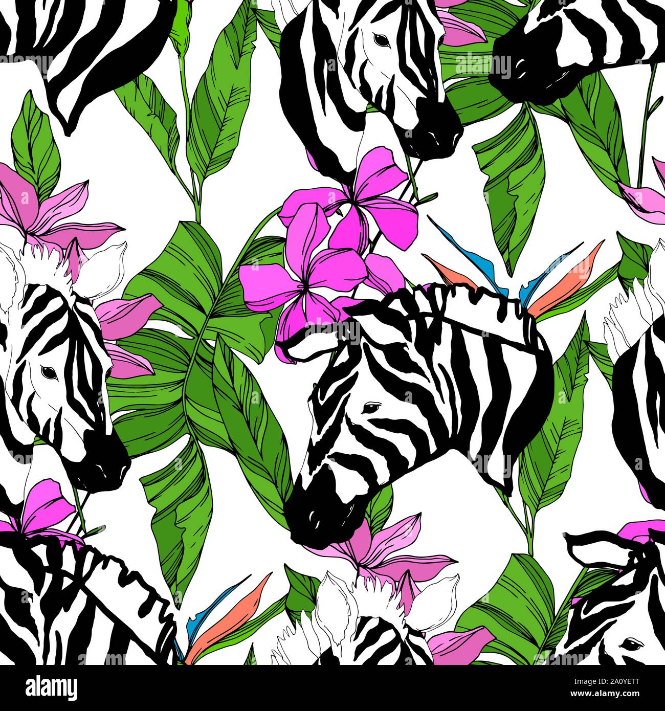 Vector Exotic zebra print wild animal isolated. Black and white ...