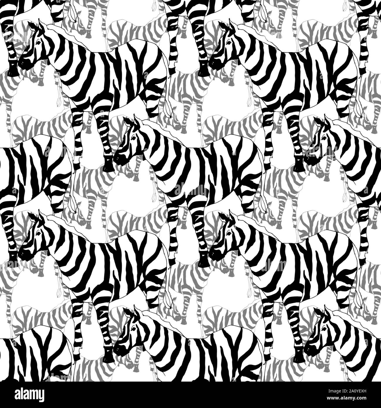 Vector Exotic zebra print wild animal isolated. Black and white ...