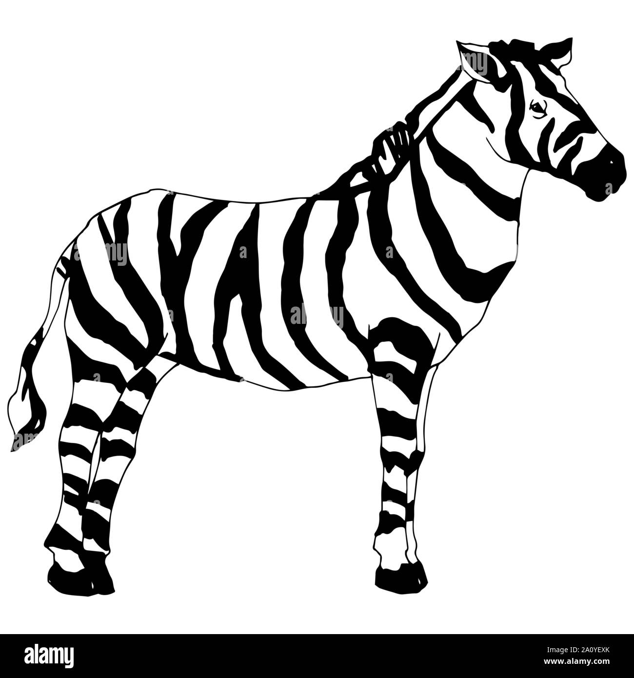 Vector Exotic zebra wild animal isolated. Black and white engraved ink ...