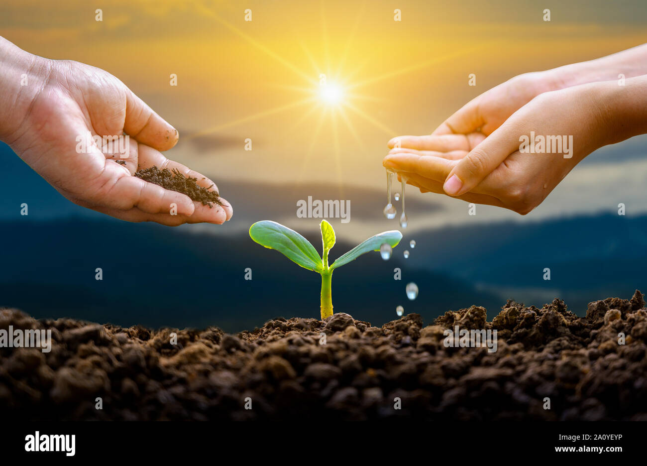 hand Watering plants tree mountain green Background Female hand holding ...