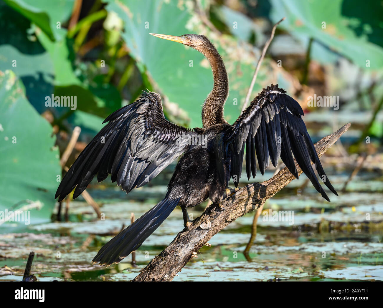 An Anhinga (Anhinga anhinga) sunning its plumage by a pond. Sheldon ...
