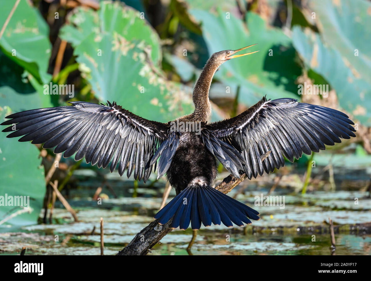 An Anhinga (Anhinga anhinga) sunning its plumage by a pond. Sheldon ...