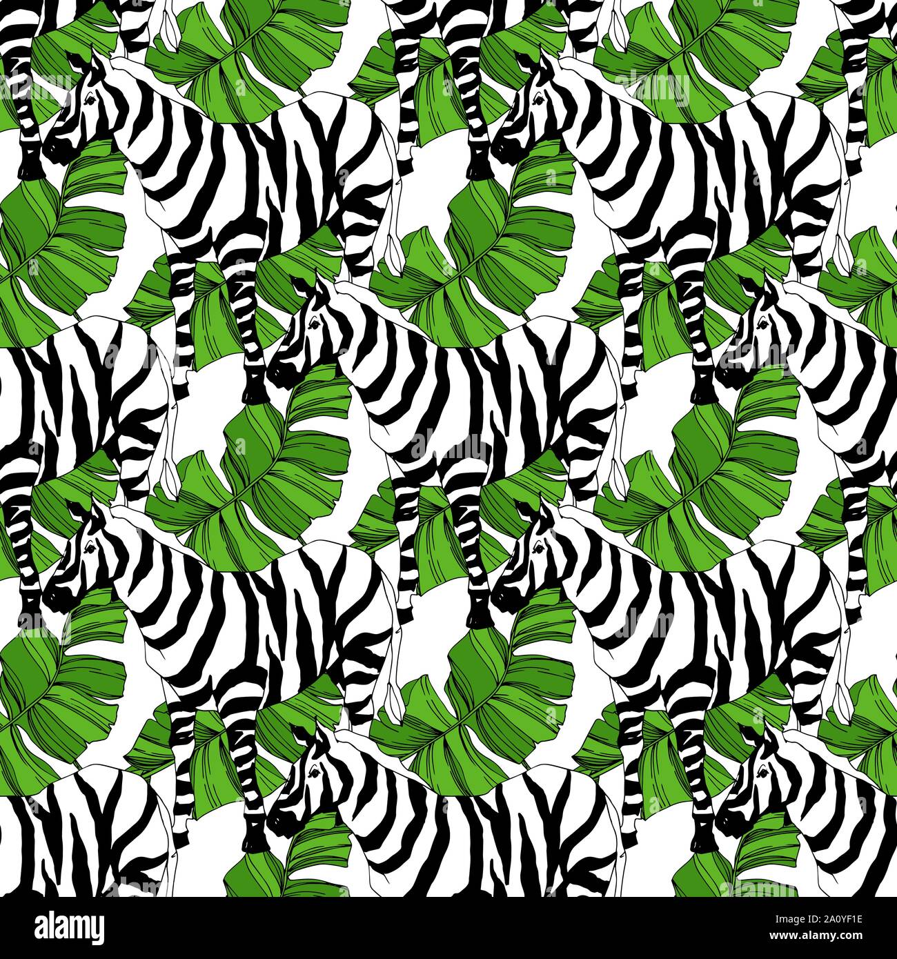 Vector Exotic zebra print wild animal isolated. Black and white ...