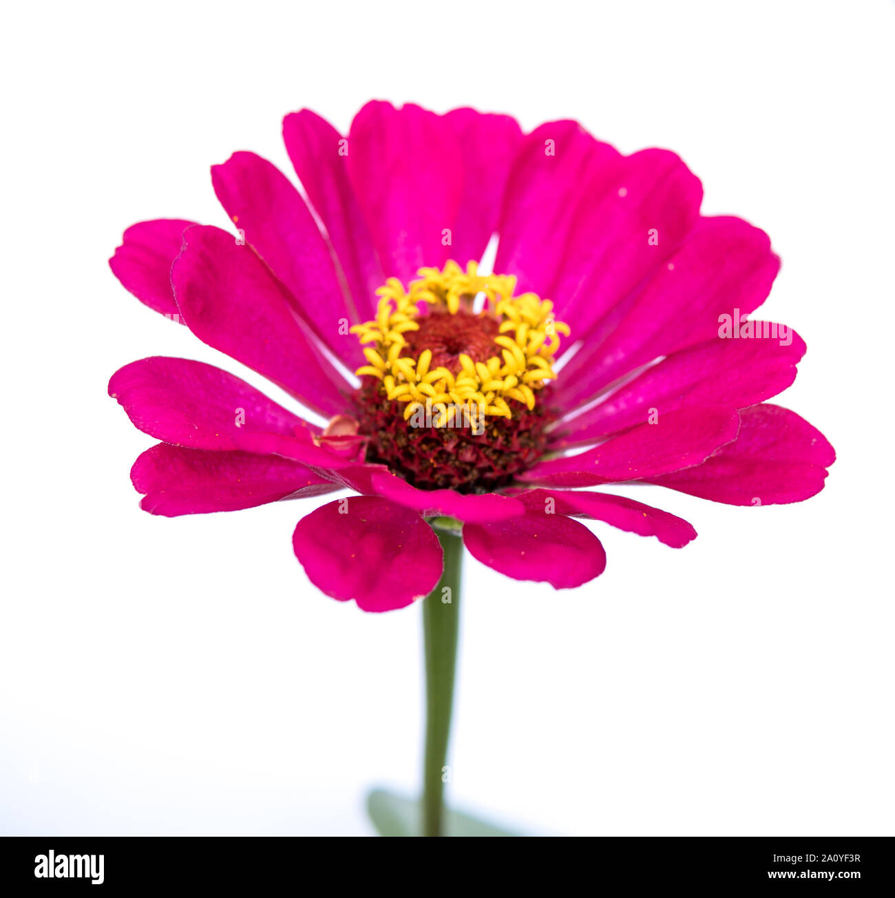 detail of purple aster perennial flowering plant isolated over white ...