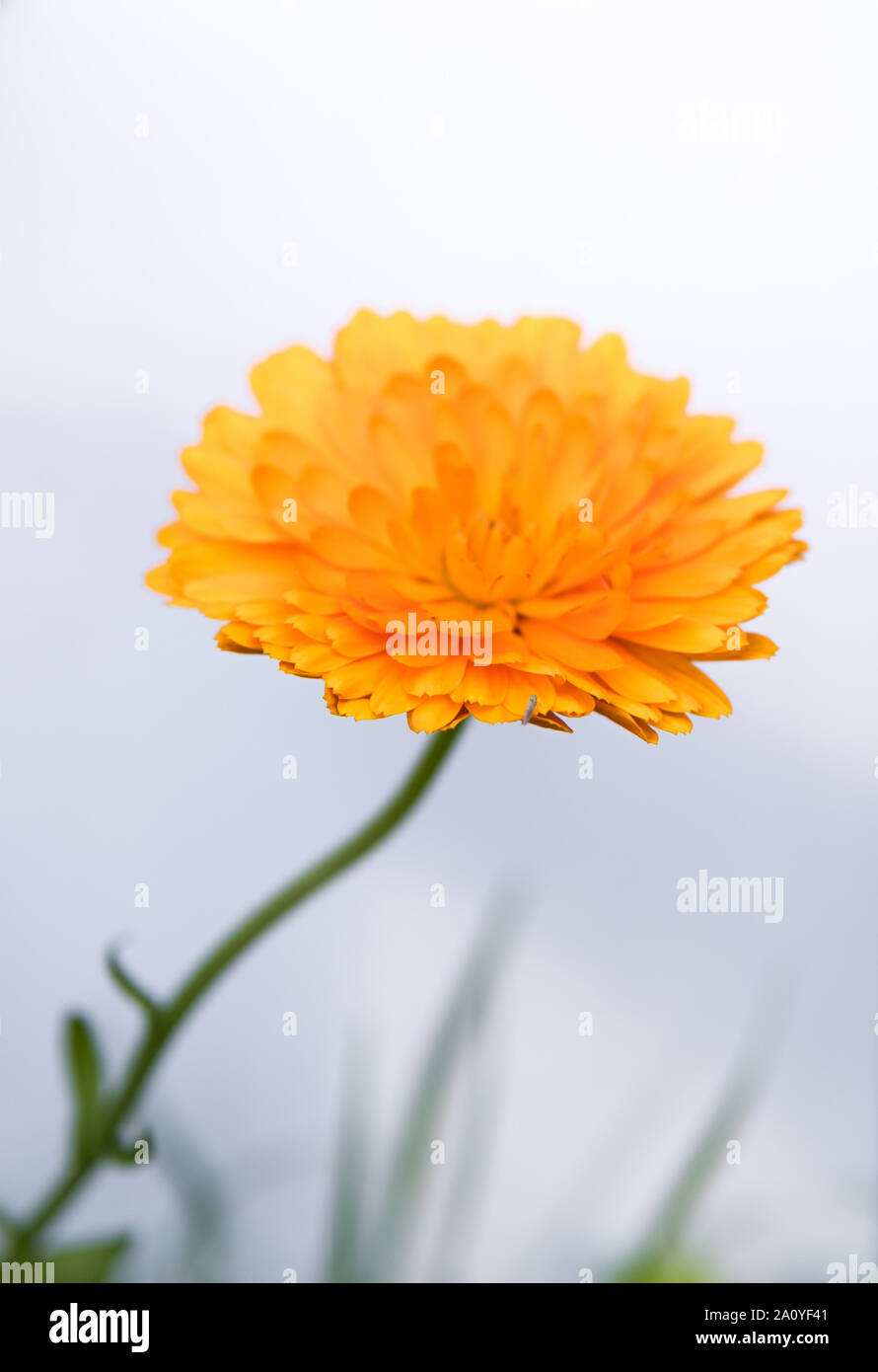 detail of orange aster perennial flowering plant isolated over white ...