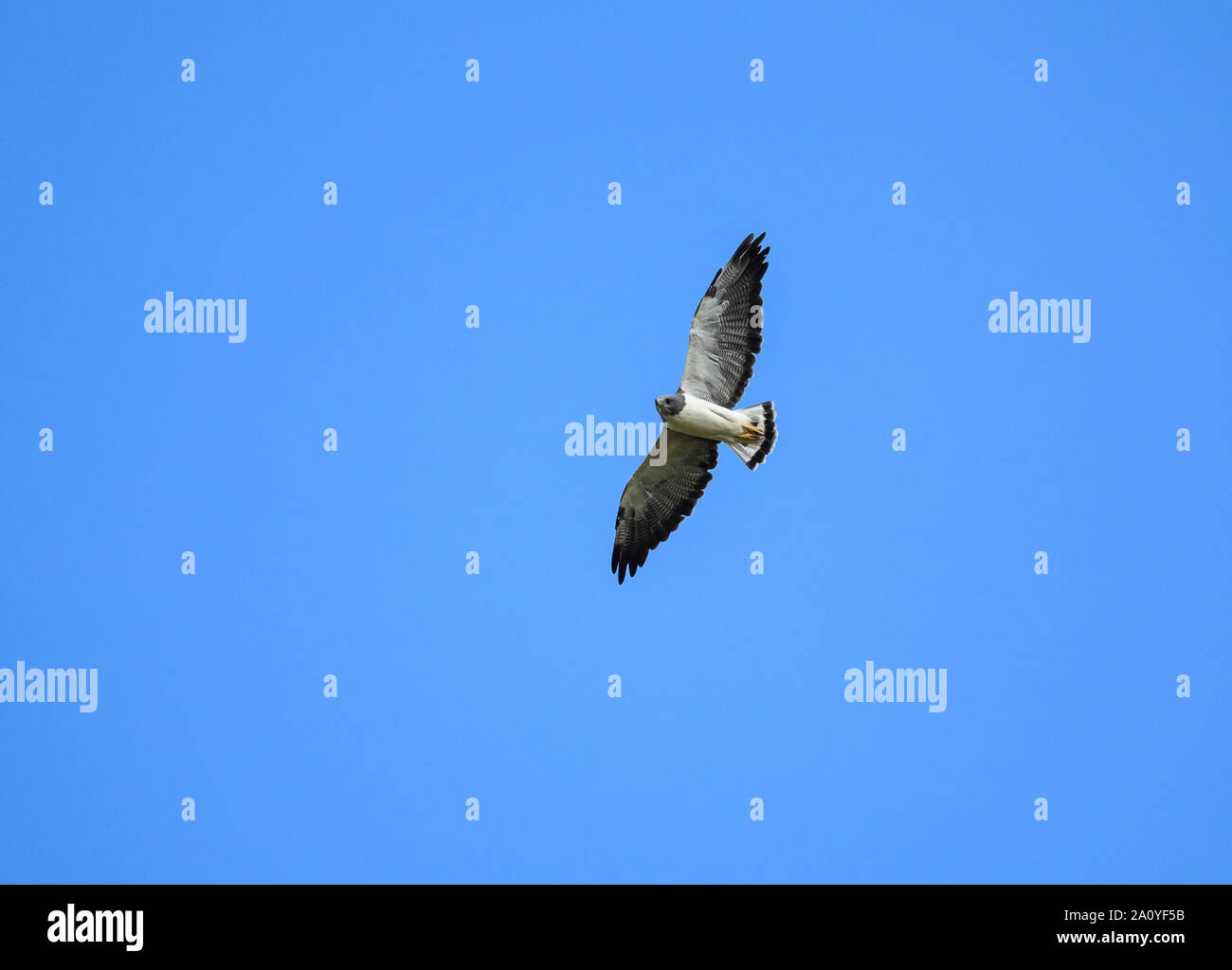 White tailed hawk hi-res stock photography and images - Alamy