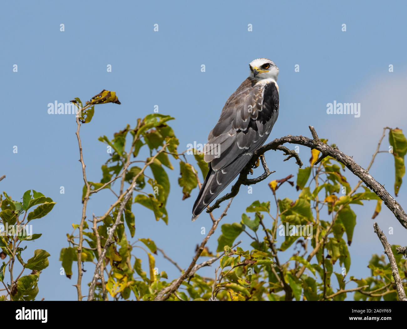Elanus leucurus hi-res stock photography and images - Alamy