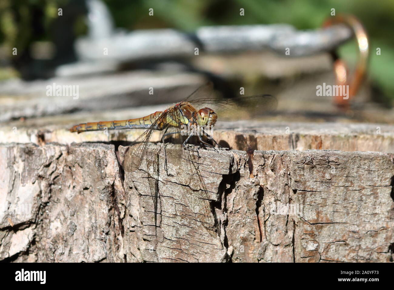 Female Common Darter at rest Stock Photo - Alamy