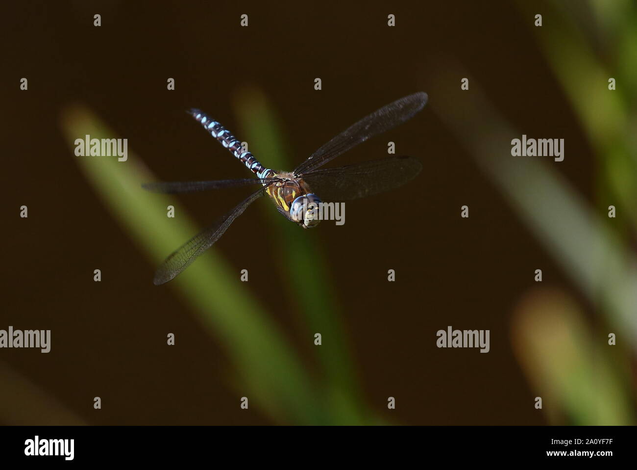 Male Migrant Hawker Dragonfly Stock Photo - Alamy