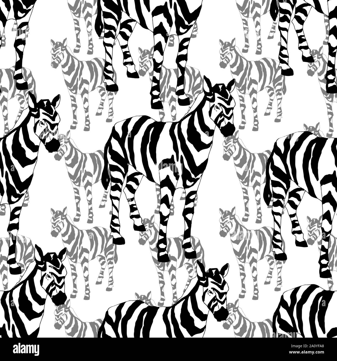 Vector Exotic zebra print wild animal isolated. Black and white ...
