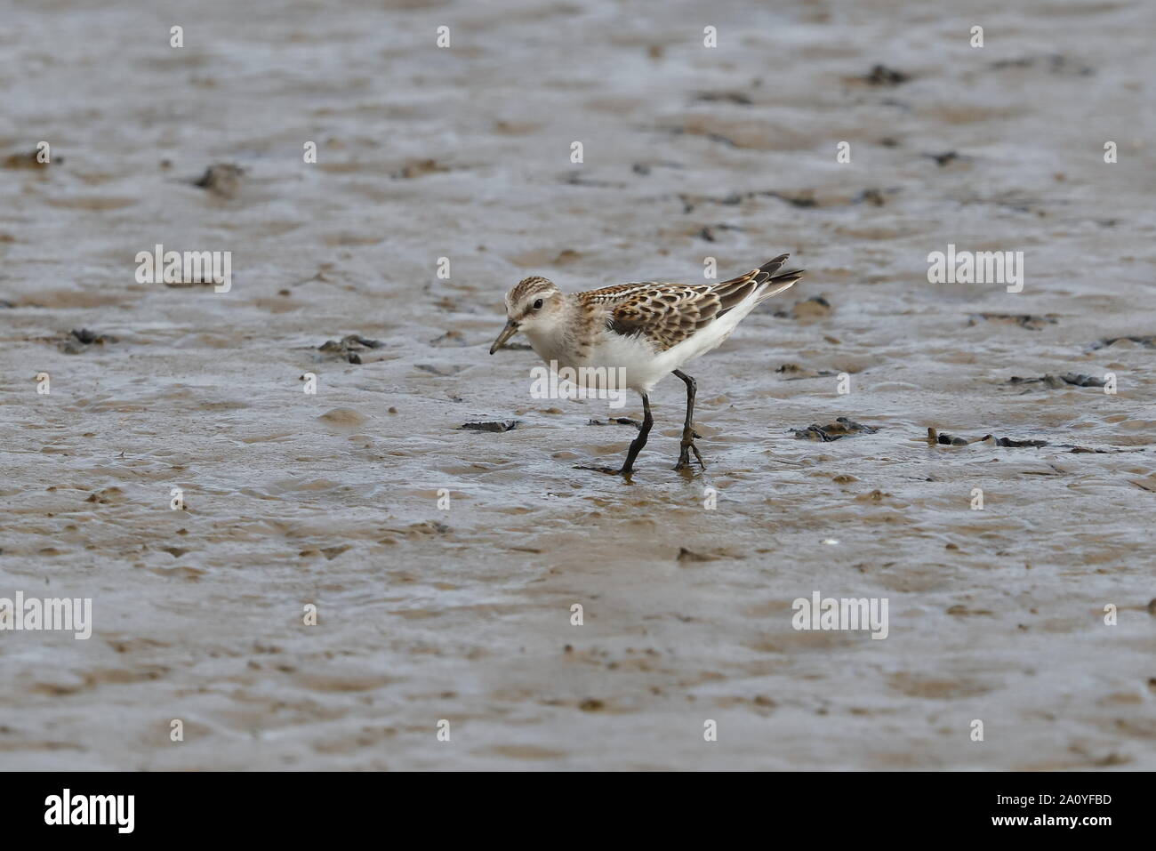 Little stint uk hi-res stock photography and images - Alamy