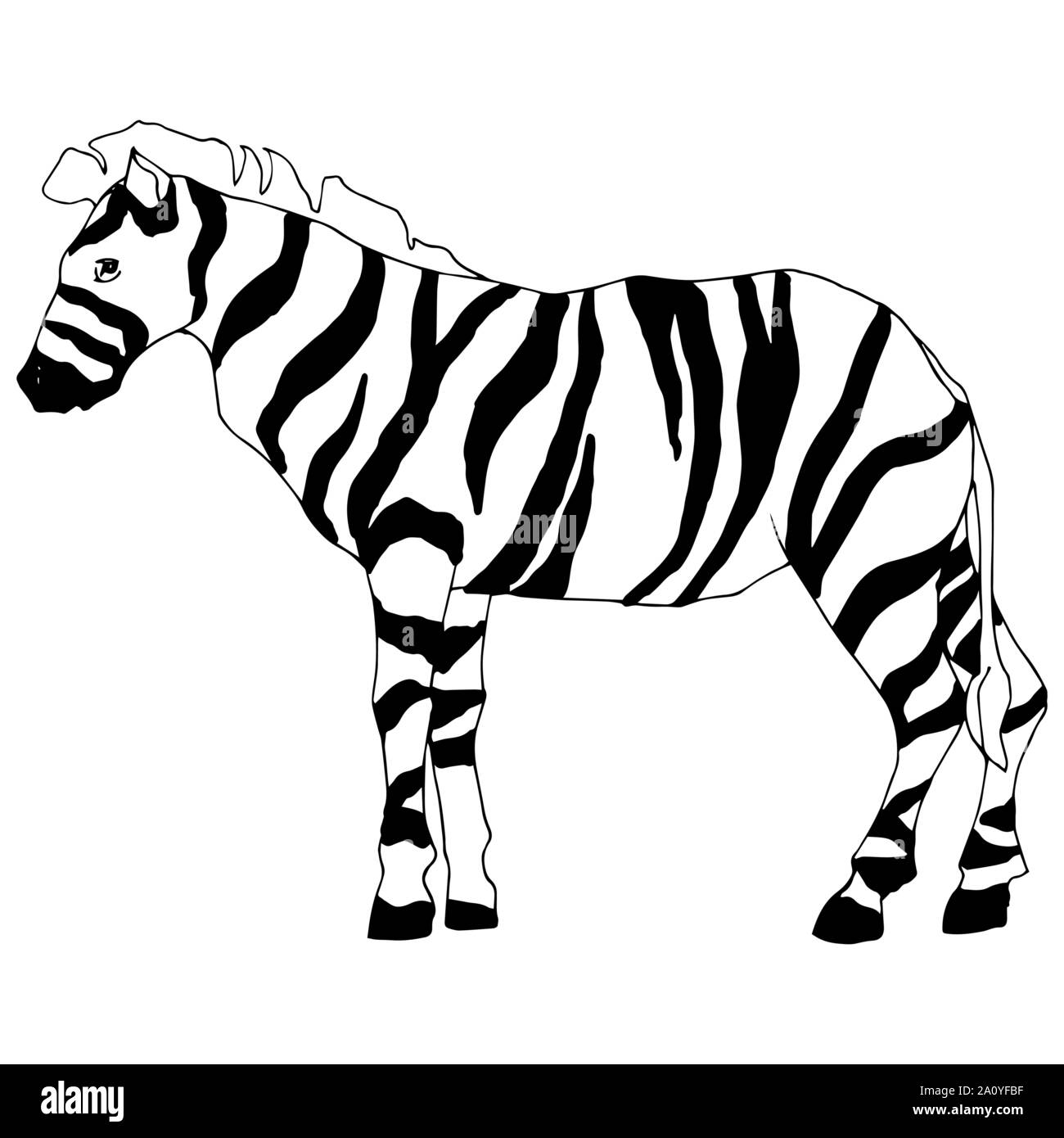 Vector Exotic zebra wild animal isolated. Black and white engraved ink ...