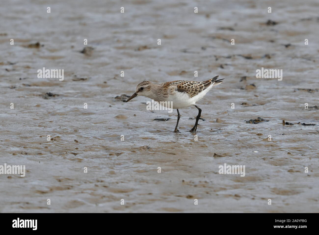 Erolia hi-res stock photography and images - Alamy